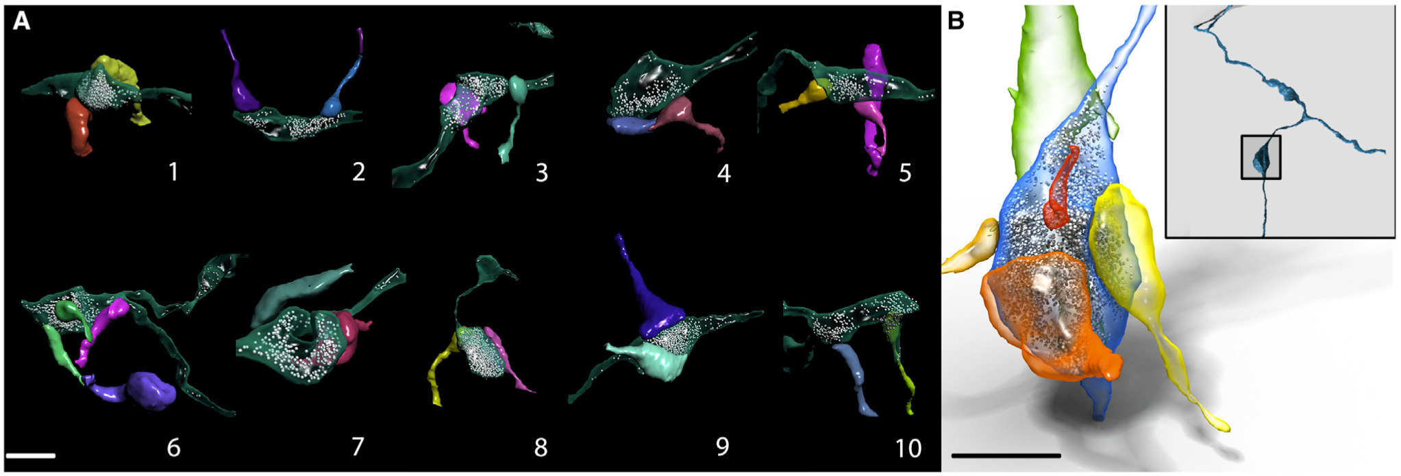 VCG Harvard | Saturated Reconstruction of a Volume of Neocortex
