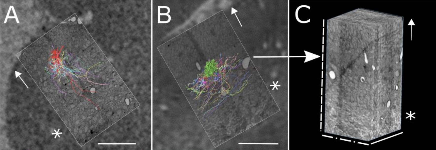 VCG Harvard | The rich get richer: synaptic remodeling between climbing ...