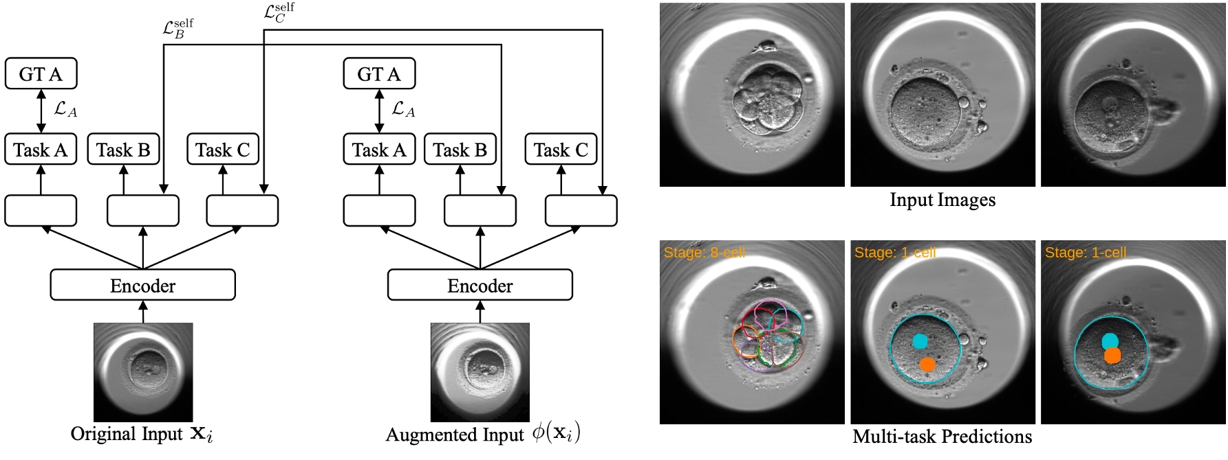VCG Harvard | Multi-task Curriculum Learning for Partially Labeled Data